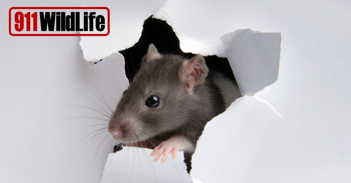 Common Entry Points: How Wildlife Enters Your Home and How to Seal Them
