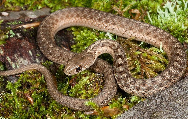 Snake Identification | 911 Wildlife