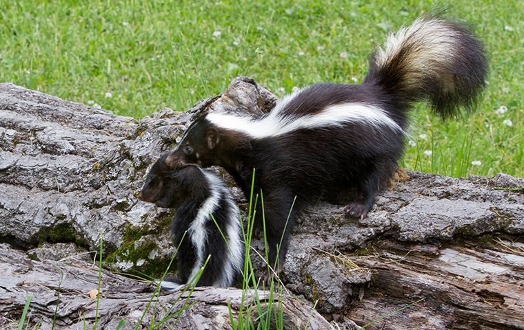 Effective Skunk Control: Removing And Preventing Skunk Infestations ...