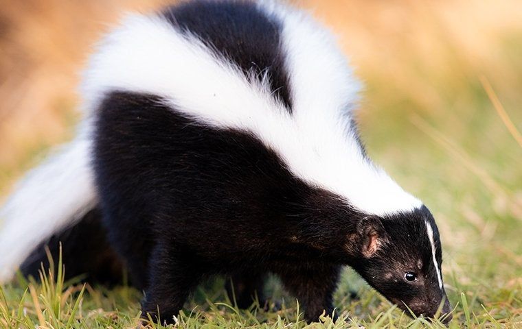 Skunk Identification | 911 Wildlife