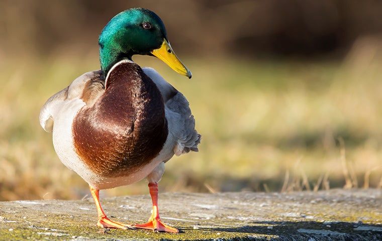 Duck Identification | 911 Wildlife